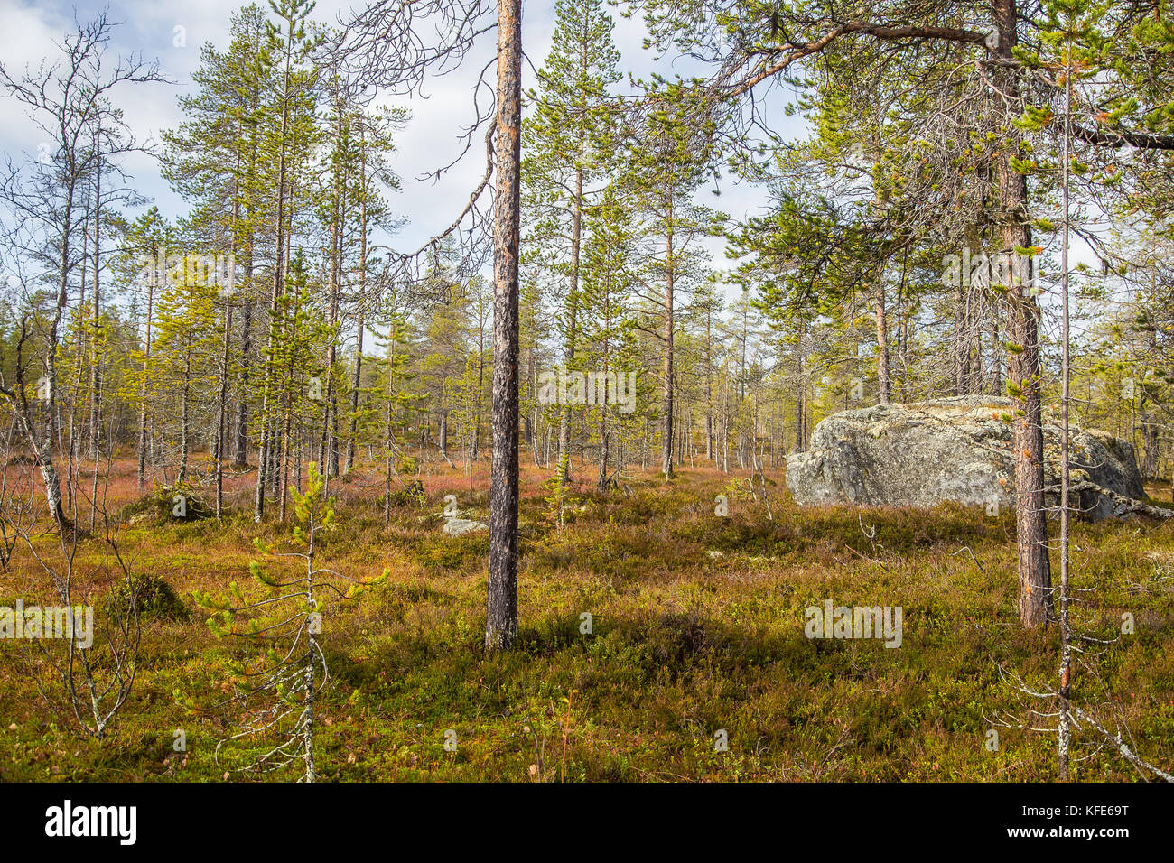 A beautiful autumn landscape of a central Norwegian forest in ...