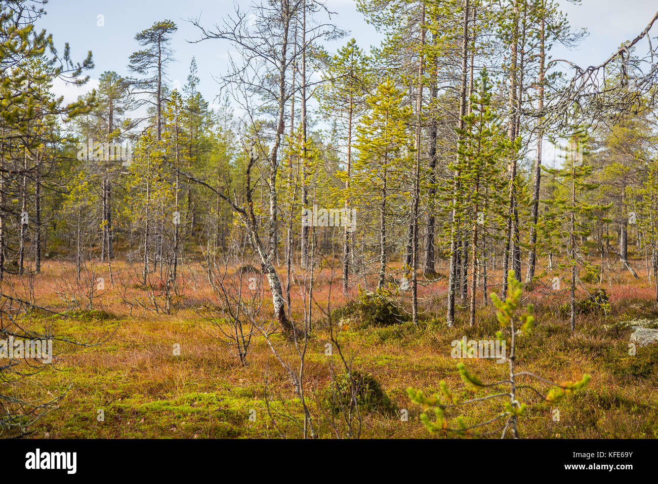 A beautiful autumn landscape of a central Norwegian forest in ...