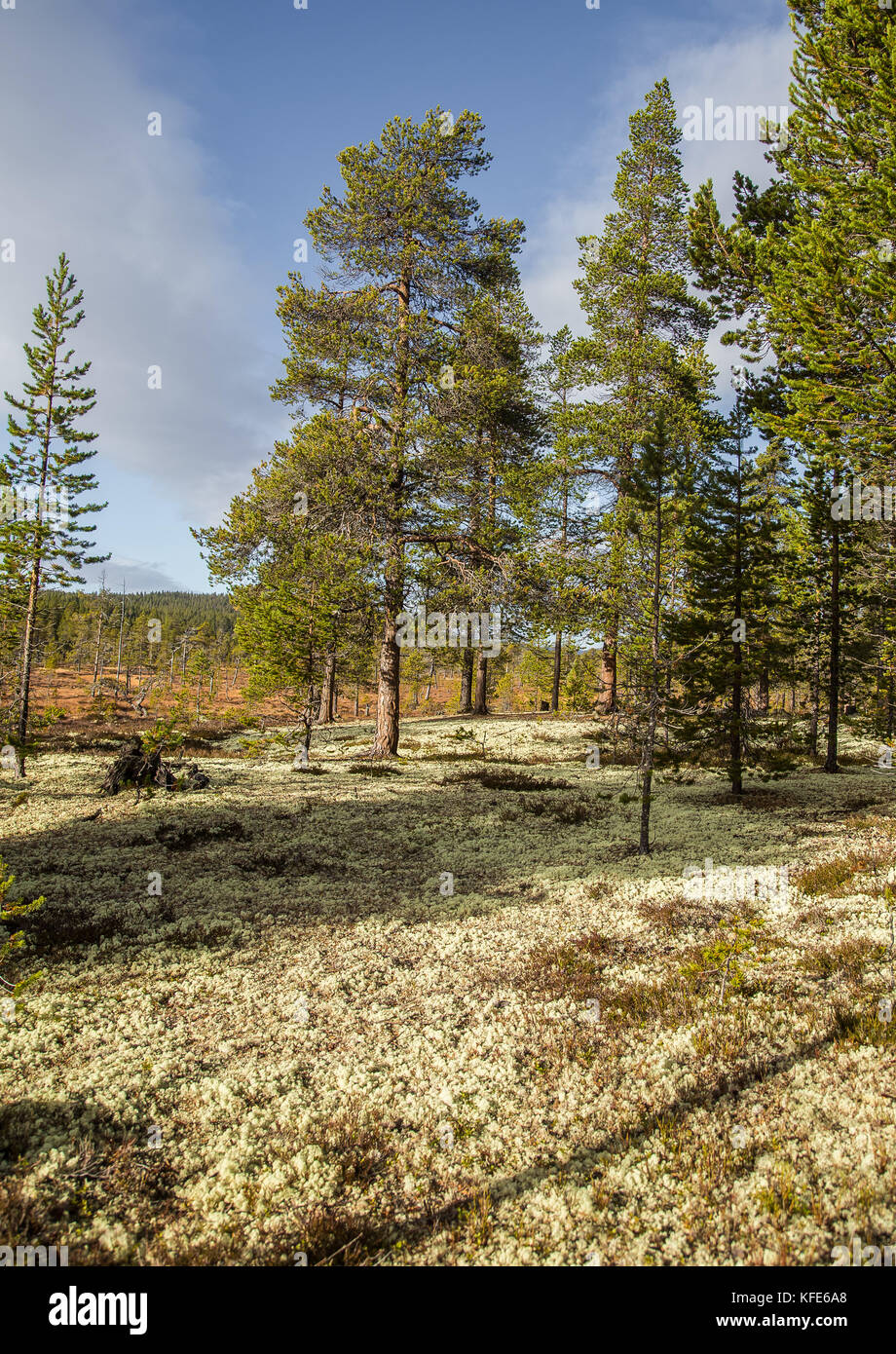A beautiful autumn landscape of a central Norwegian forest in ...