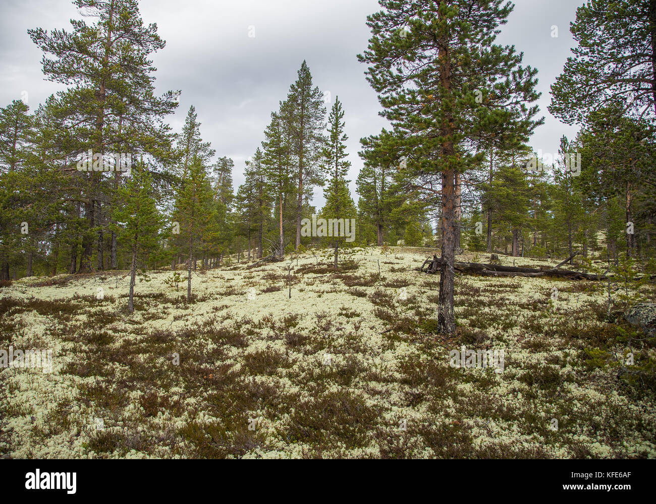 A beautiful autumn landscape of a central Norwegian forest in ...