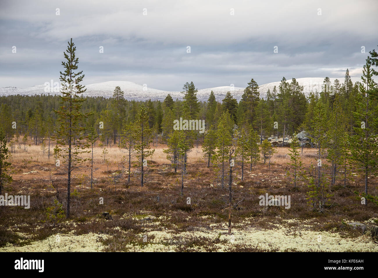A beautiful autumn landscape of a central Norwegian forest in ...