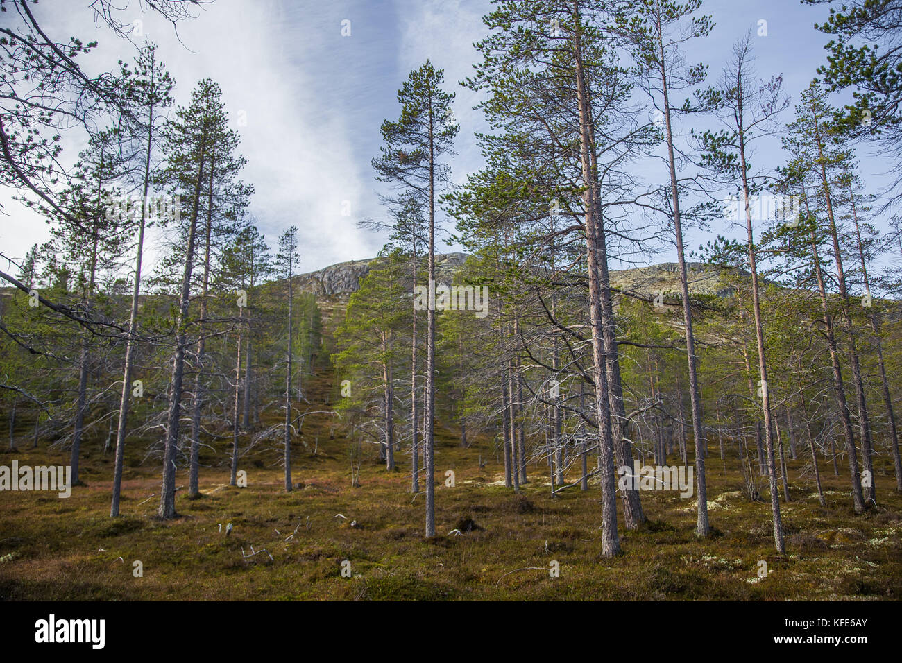 A beautiful forest on a hillside. Autumn wood scenery in the Norwegian ...
