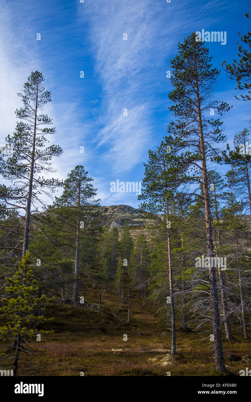 A beautiful forest on a hillside. Autumn wood scenery in the Norwegian ...