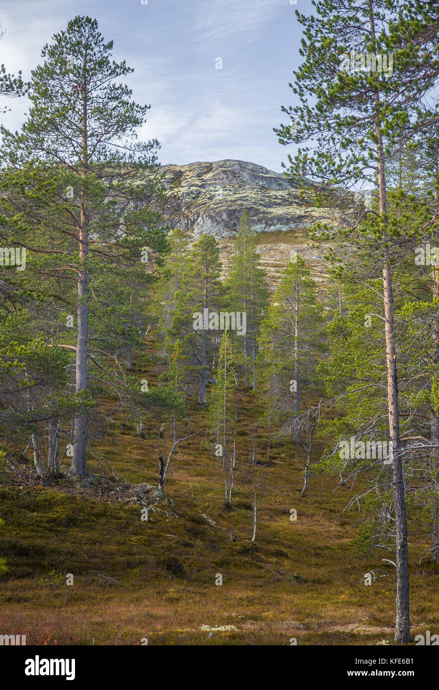 A beautiful forest on a hillside. Autumn wood scenery in the Norwegian ...
