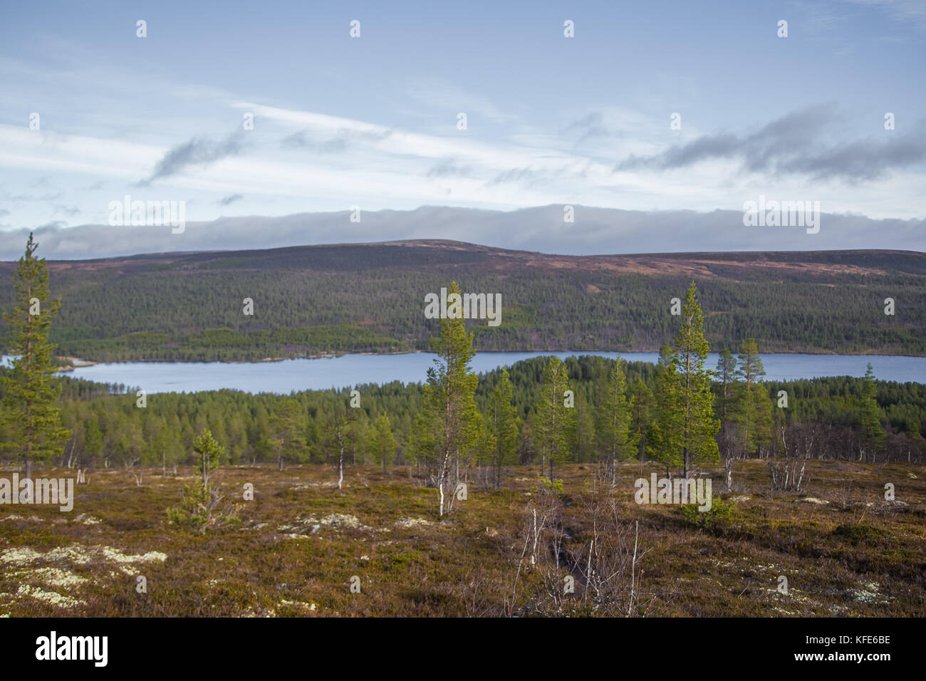 A beautiful forest on a hillside. Autumn wood scenery in the Norwegian ...