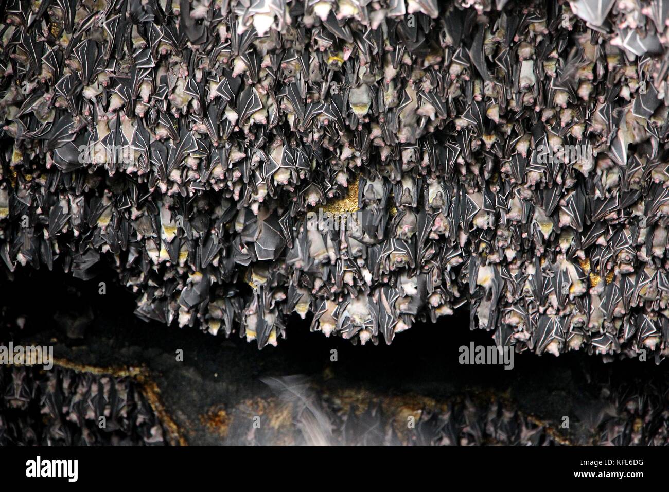 The “Geoffrey's Rousette Fruit Bat” with scientific name (Rousettteus ...