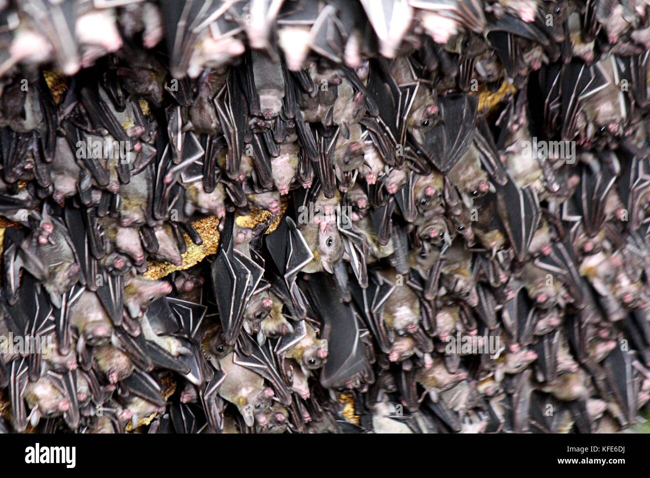 The “Geoffrey's Rousette Fruit Bat” with scientific name (Rousettteus ...