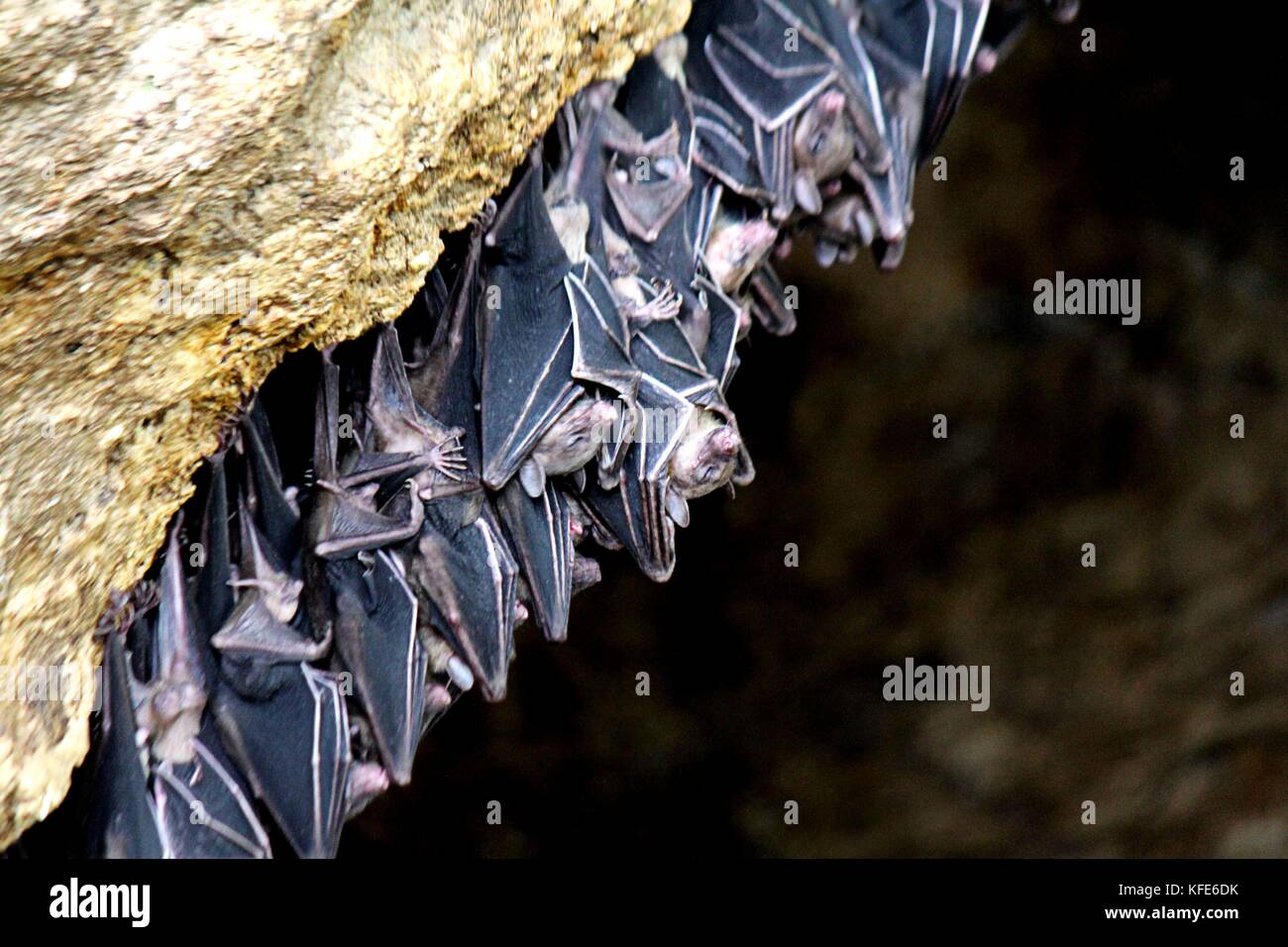 The “Geoffrey's Rousette Fruit Bat” with scientific name (Rousettteus ...
