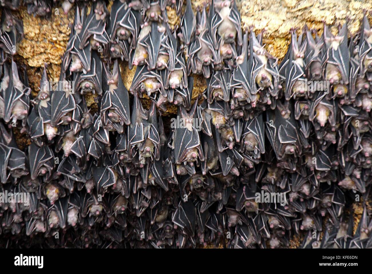 The “Geoffrey's Rousette Fruit Bat” with scientific name (Rousettteus ...