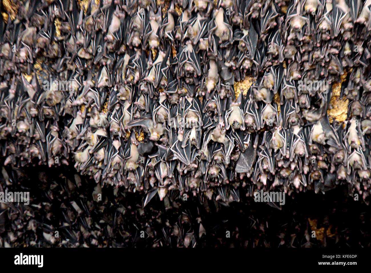 The “Geoffrey's Rousette Fruit Bat” with scientific name (Rousettteus ...