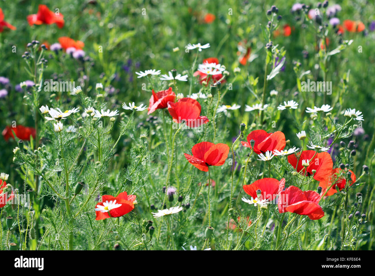 poppy and daisy flowers spring season Stock Photo - Alamy