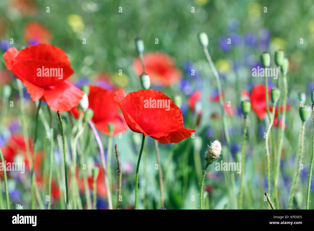 poppy flower nature spring season Stock Photo - Alamy