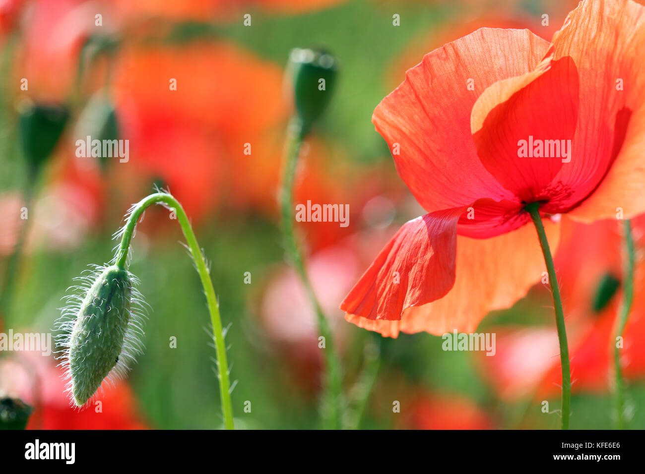 Red poppy spring meadow hi-res stock photography and images - Alamy
