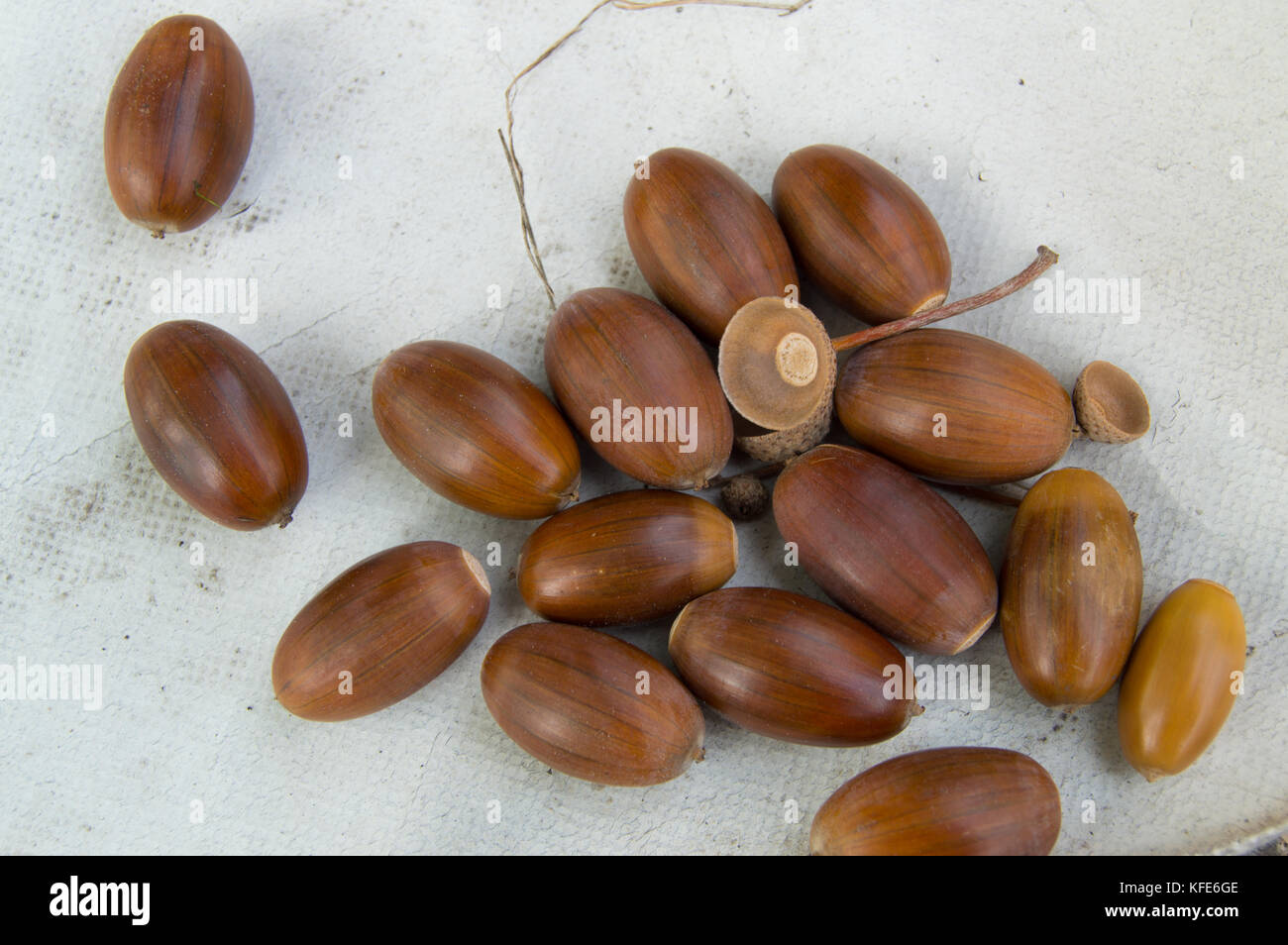 Drop acorns hi-res stock photography and images - Alamy