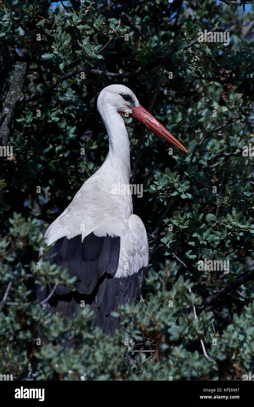 White stork resting in a tree in its habitat Stock Photo - Alamy