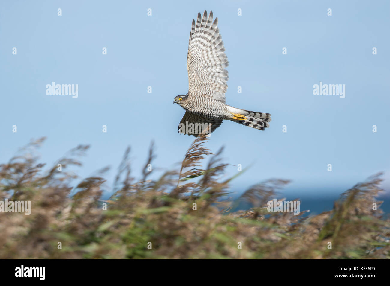 Sparrowhawk flying hi-res stock photography and images - Alamy