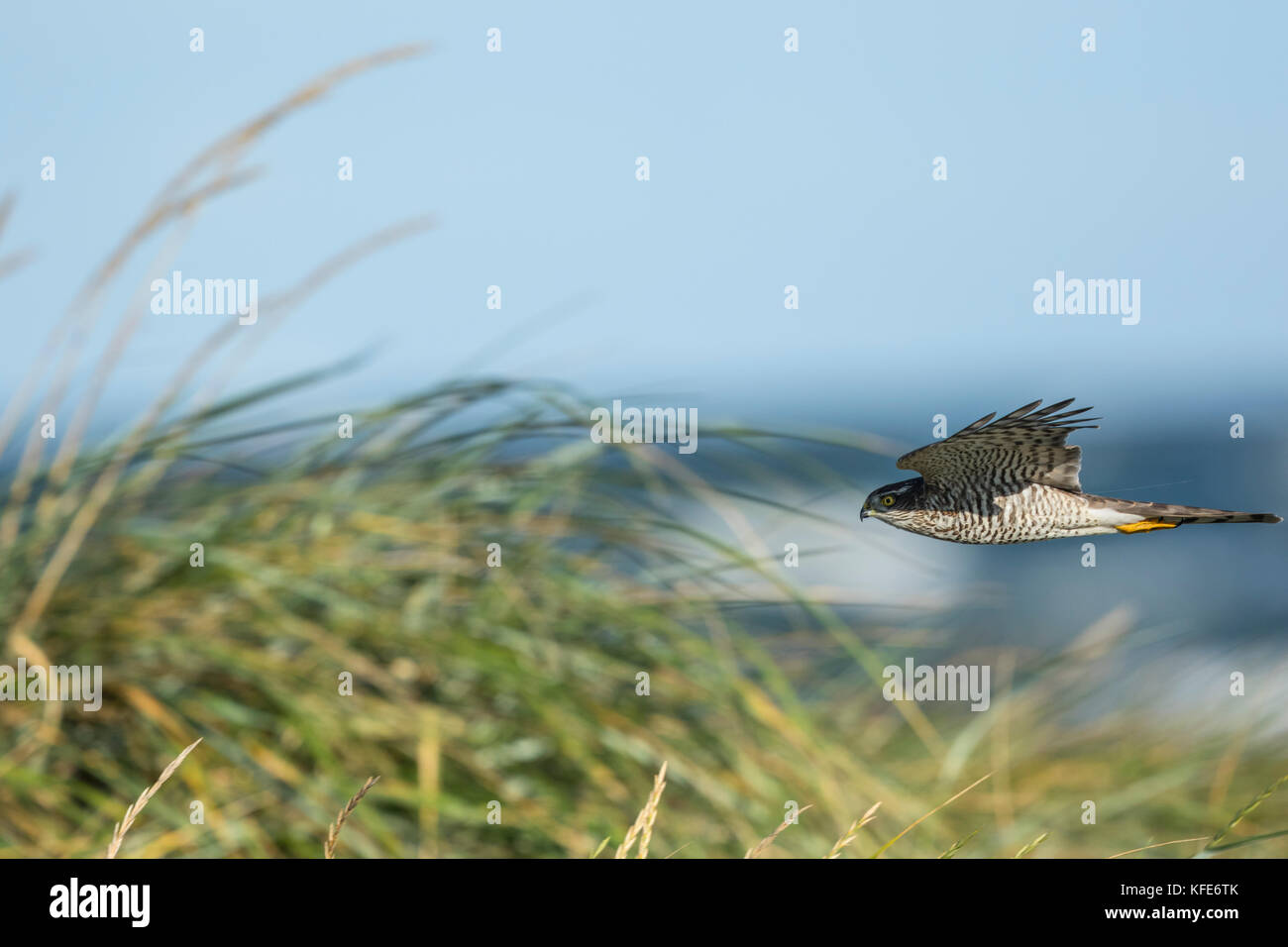 Eurasian Sparrowhawk (Accipiter nisus) in flight on migration over the ...