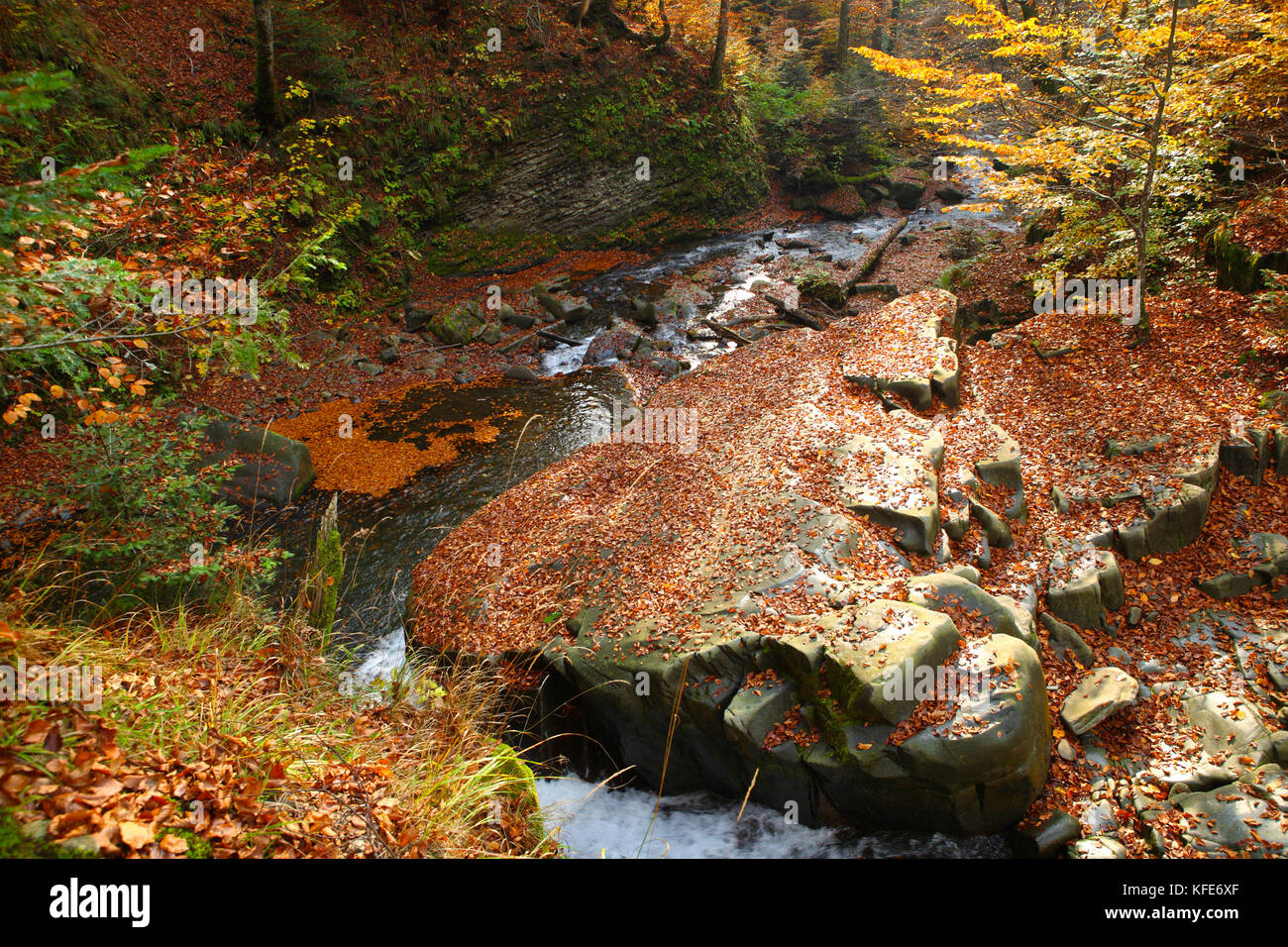 Magnificent view of the waterfall in the Autumn Beech Forest in Europe ...