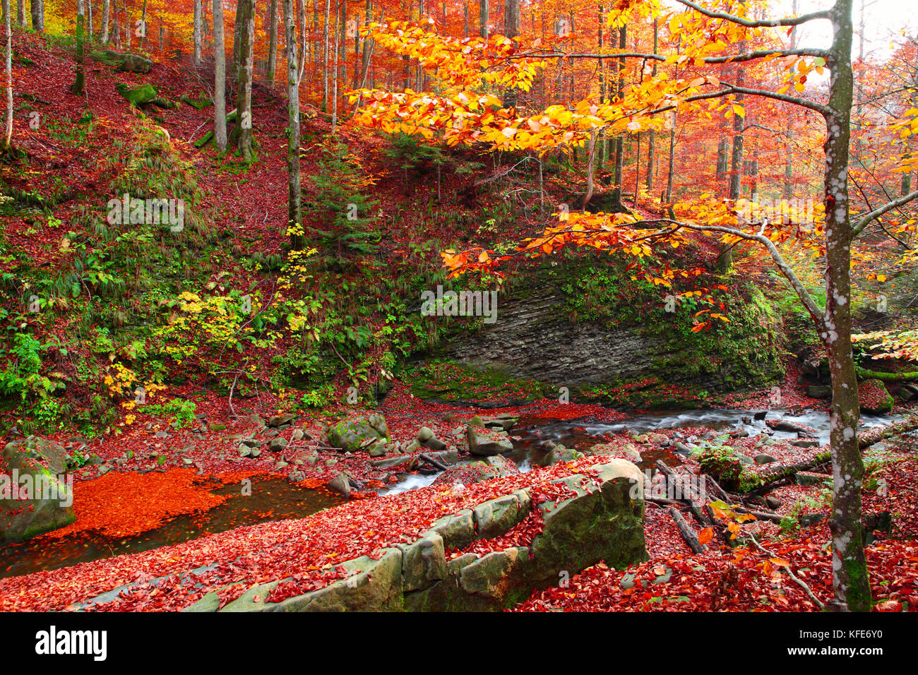 Magnificent view of the waterfall in the Autumn Beech Forest in Europe ...
