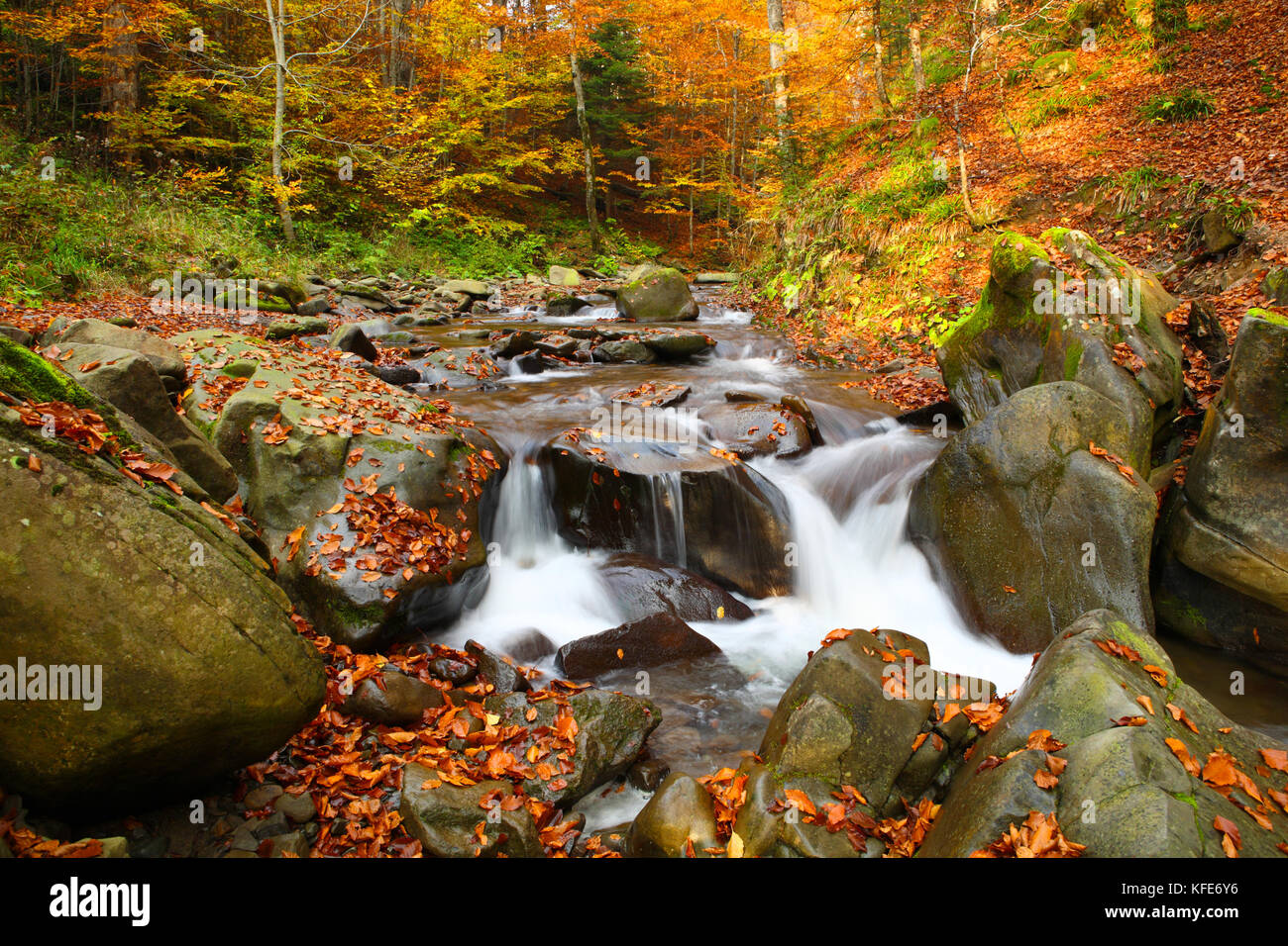 Magnificent view of the waterfall in the Autumn Beech Forest in Europe ...