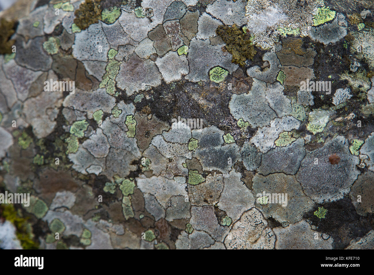 A beautiful natural lichen pattern on a rock. Gray patches. Natural ...