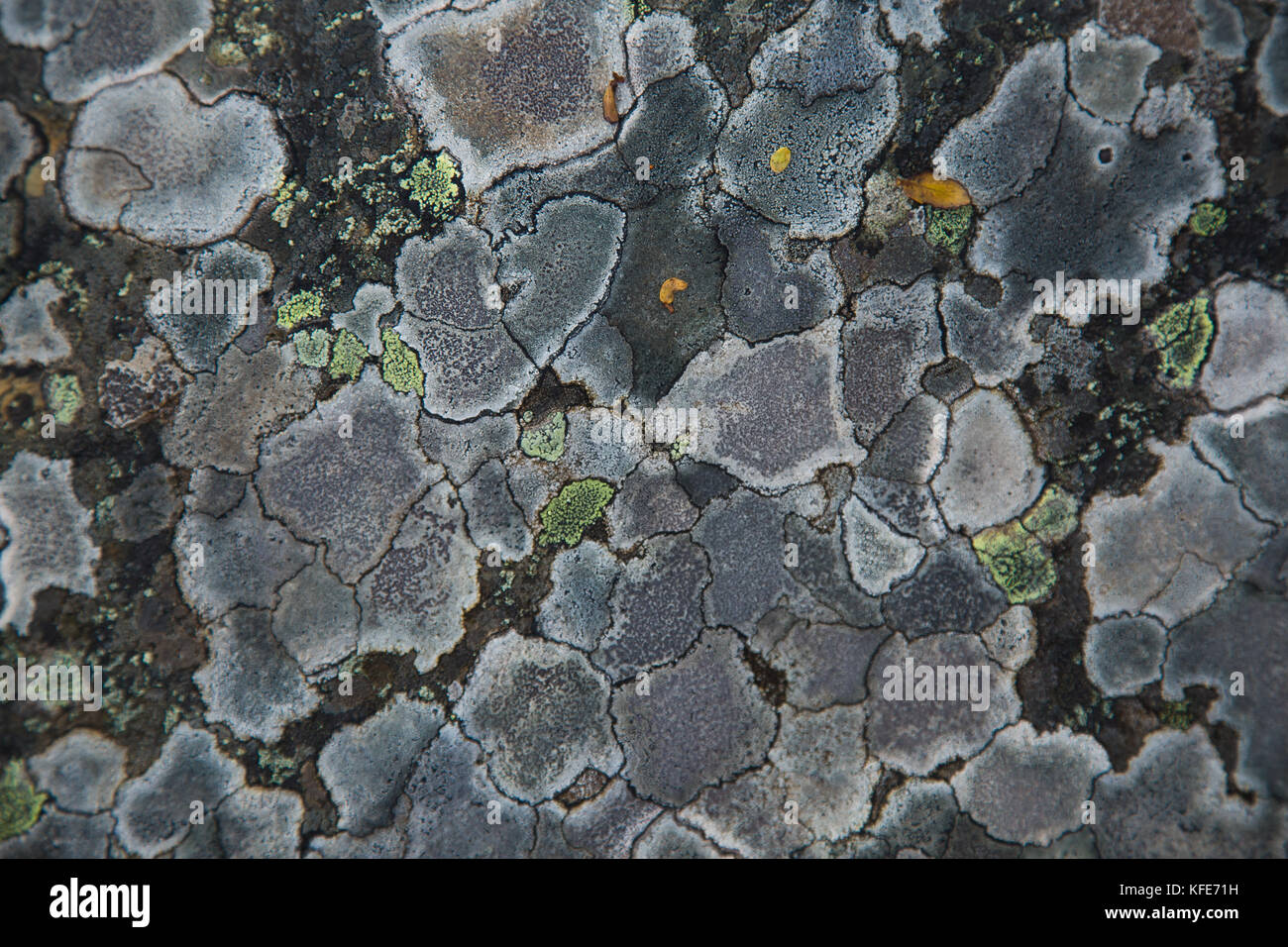 A beautiful natural lichen pattern on a rock. Gray patches. Natural ...