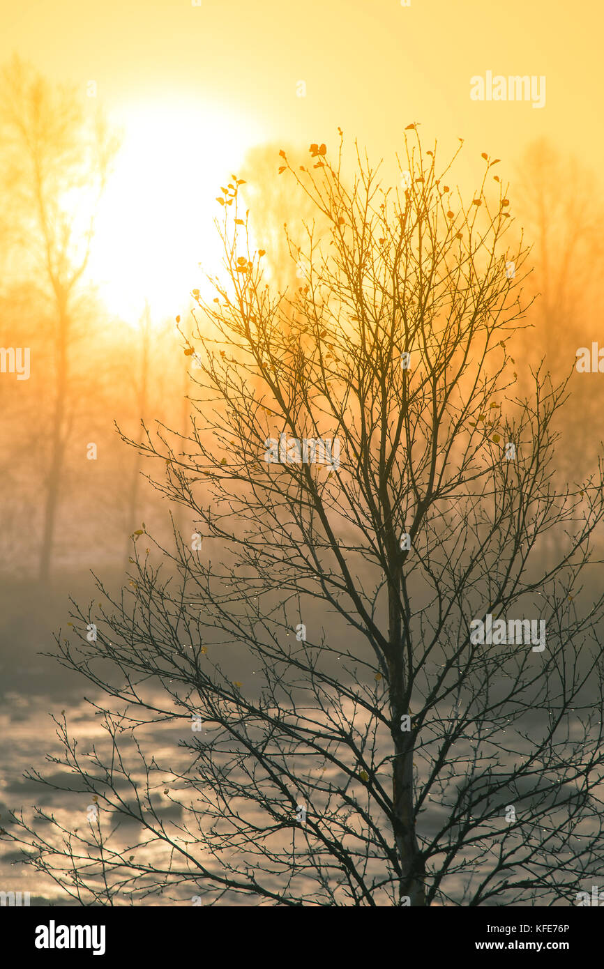 A beautiful, colorful misty morning scenery at the river. Norwegian ...