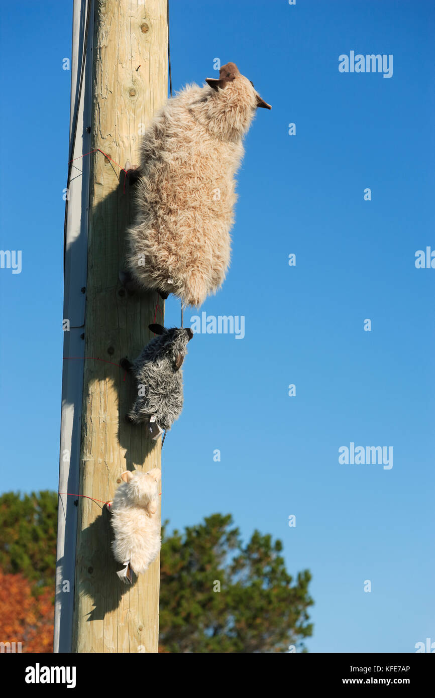 Telephone sheep hi-res stock photography and images - Alamy