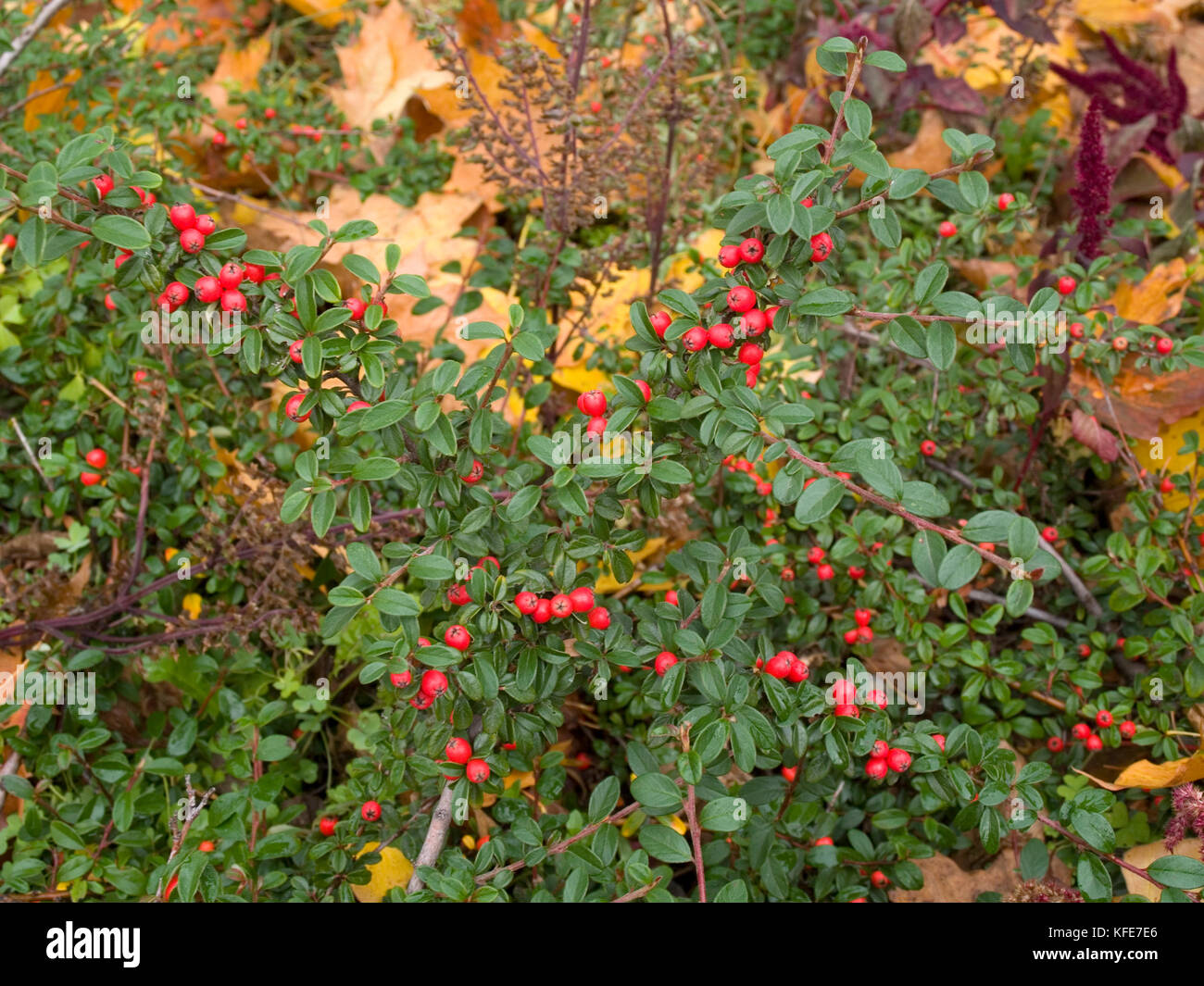 Cotoneaster deciduous shrub in autumn Stock Photo - Alamy