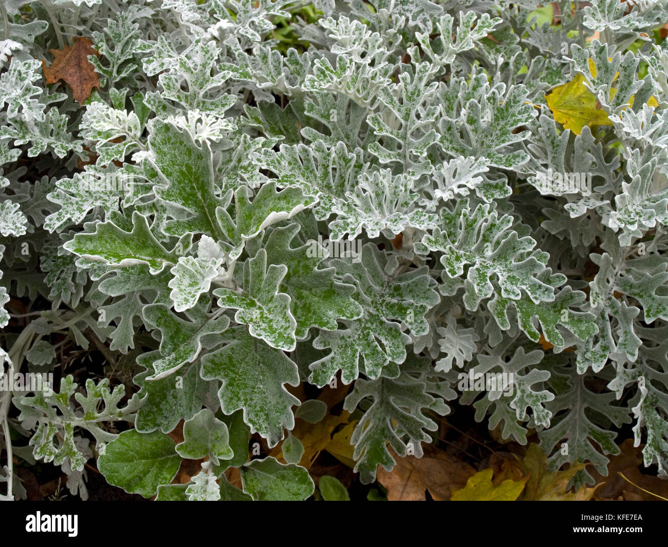 Senecio cineraria "Silver Dust" shrub in autumn Stock Photo - Alamy