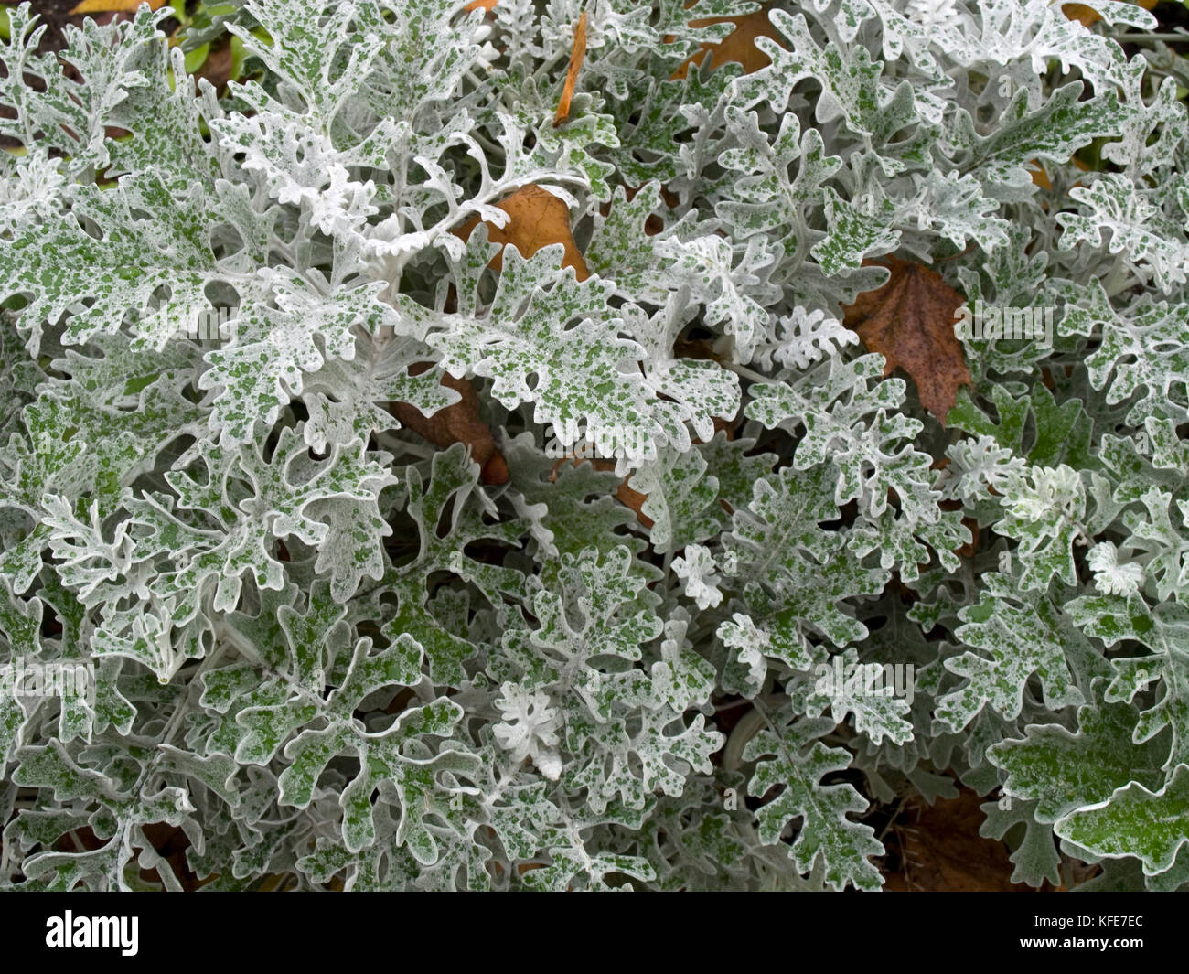 Senecio cineraria "Silver Dust" shrub in autumn Stock Photo - Alamy