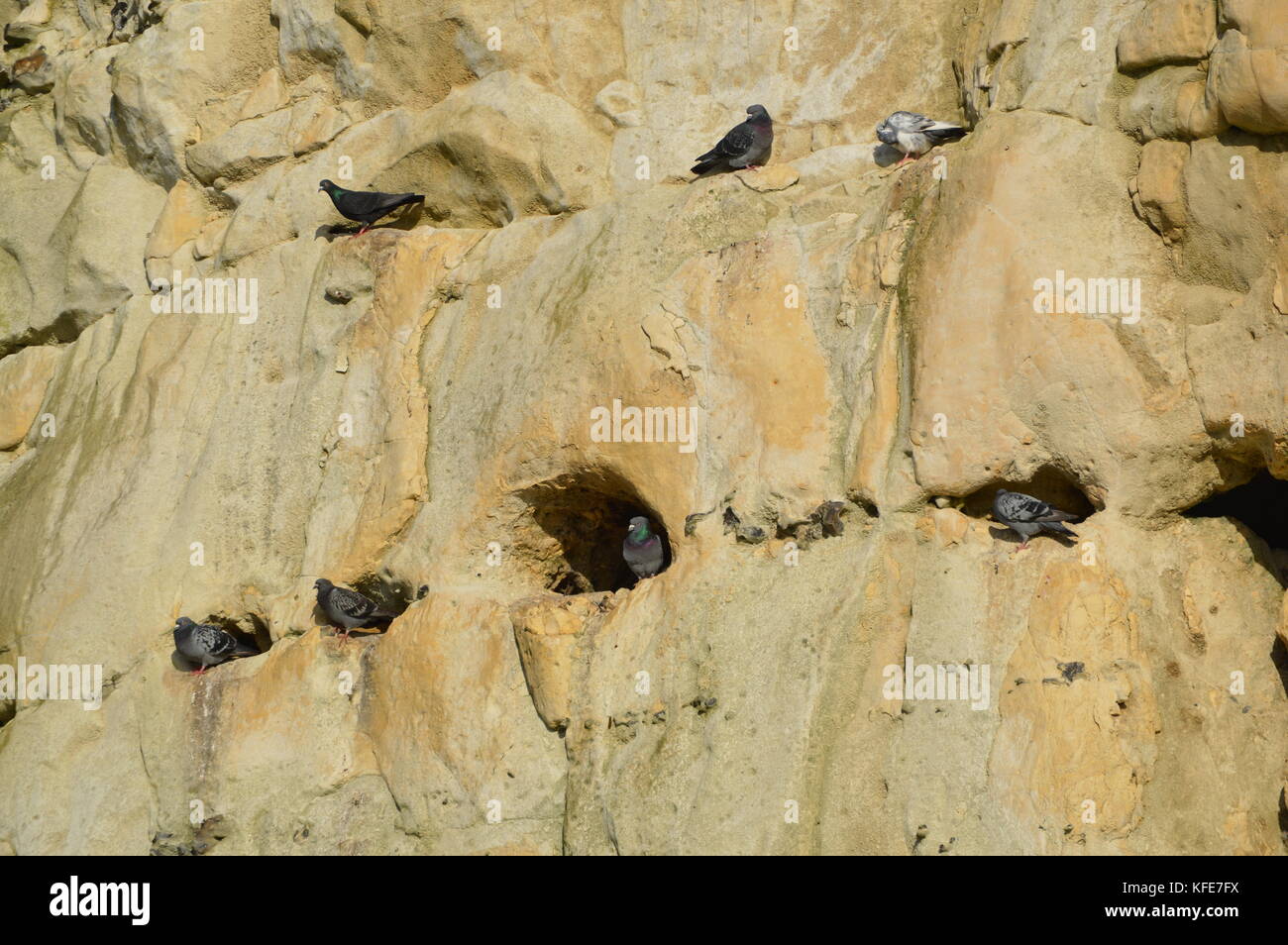 pigeon birds make their home in chalk cliff face at Newhaven in East ...