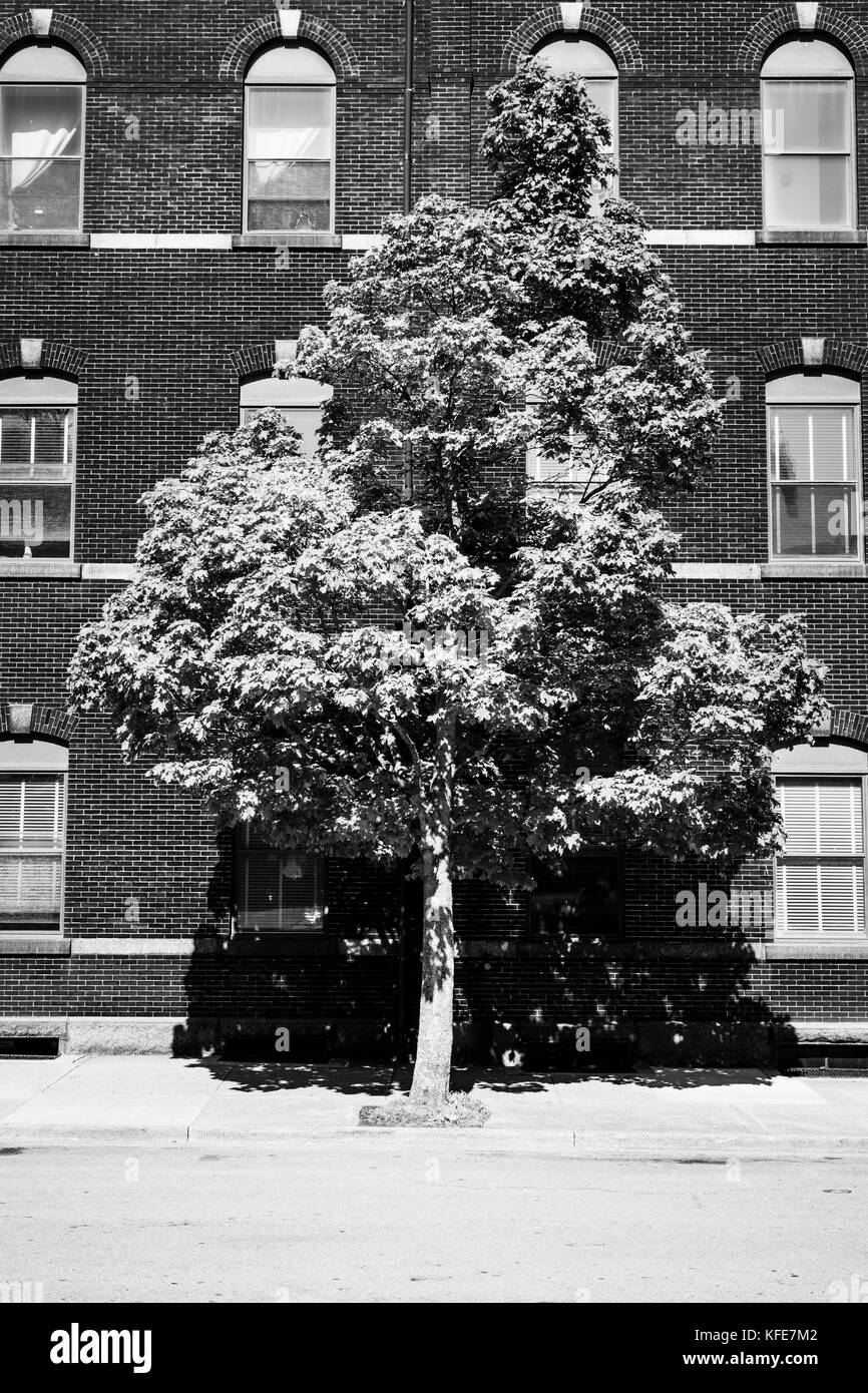 Tree growing on side of road Black and White Stock Photos & Images - Alamy