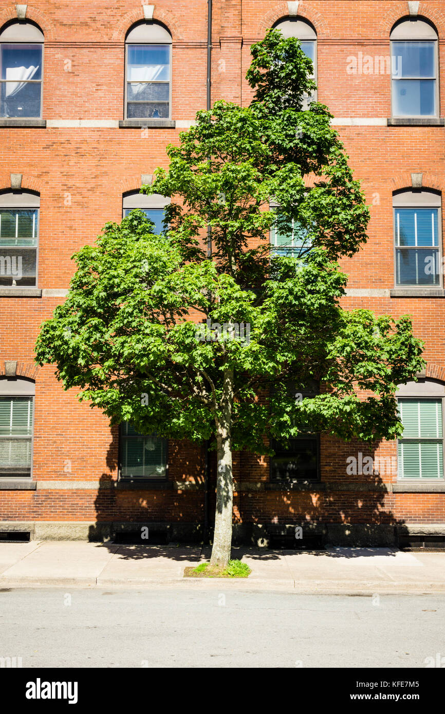 Tree growing into sidewalk hi-res stock photography and images - Alamy