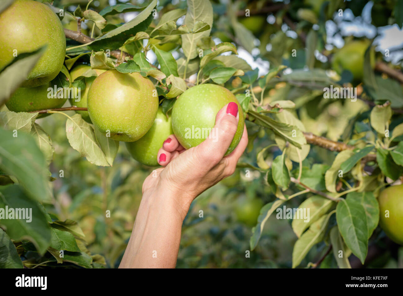 closeup of a woman's hand with red nail polish picking an apple from ...