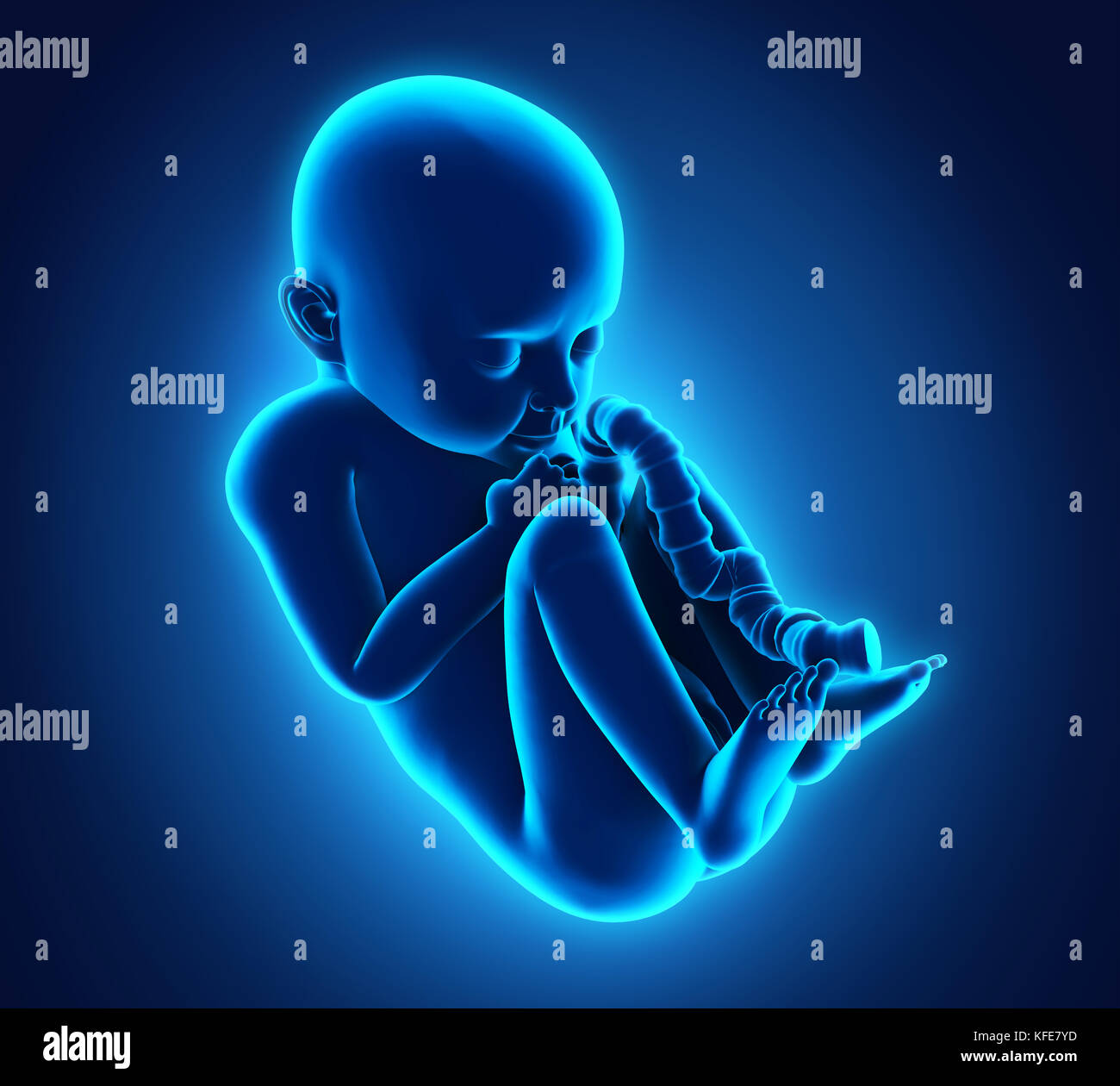 Fetus placenta hi-res stock photography and images - Alamy