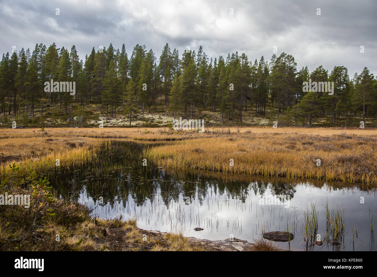 A beautiful river flowing through the Norwegian forest in autumn ...