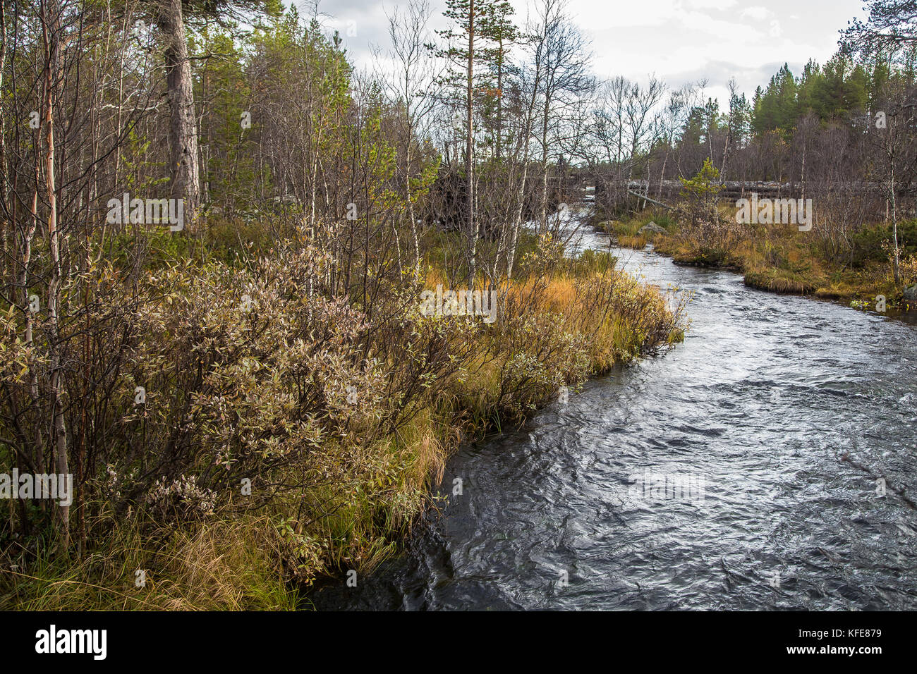 A beautiful river flowing through the Norwegian forest in autumn ...
