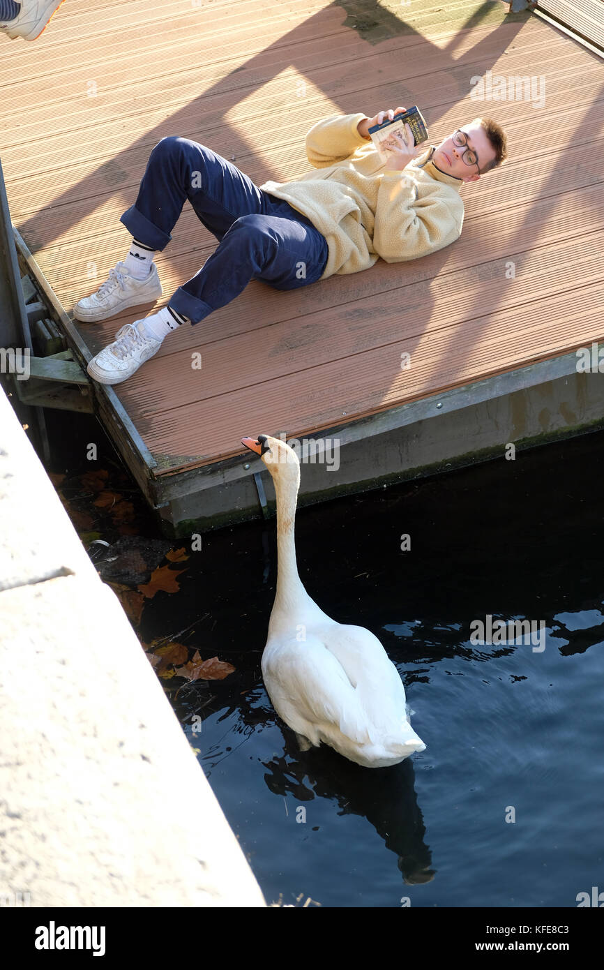 Man scared of swan taking his mobile phone Stock Photo - Alamy