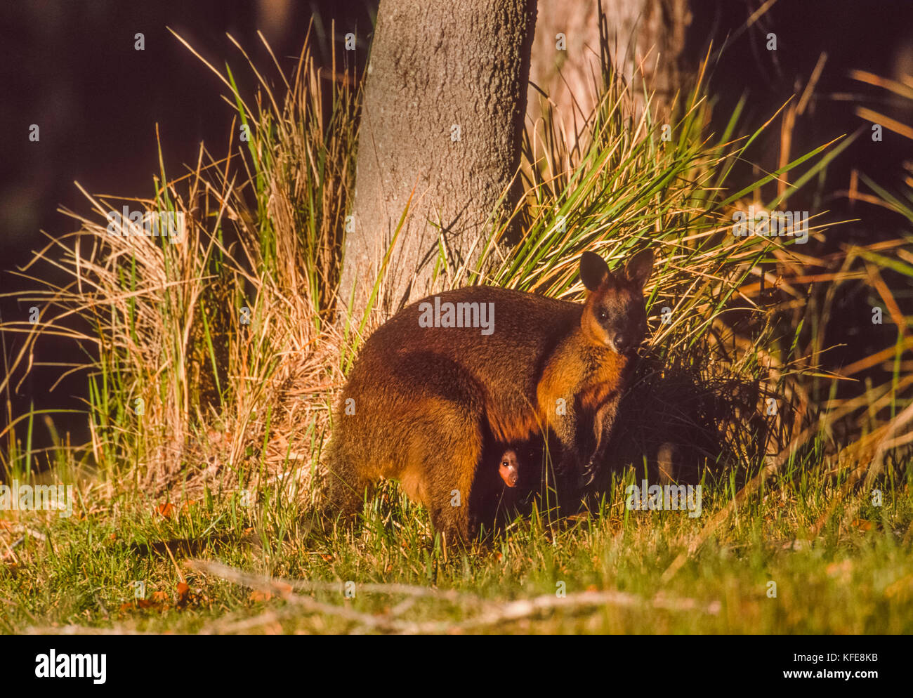 Australian Mammals Stock Photos & Australian Mammals Stock Images - Alamy