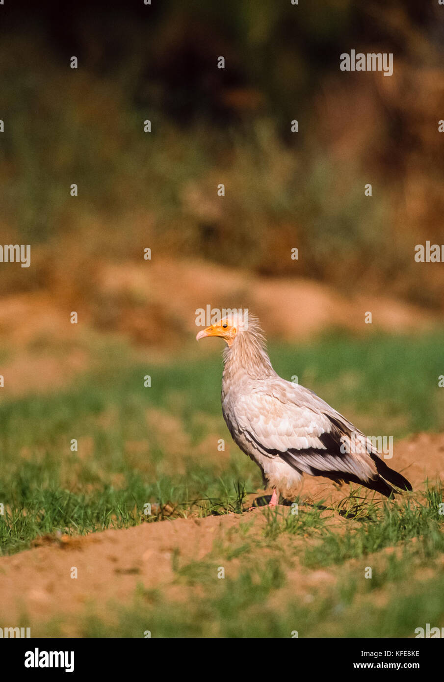 Neophron percnopterus india hi-res stock photography and images - Alamy