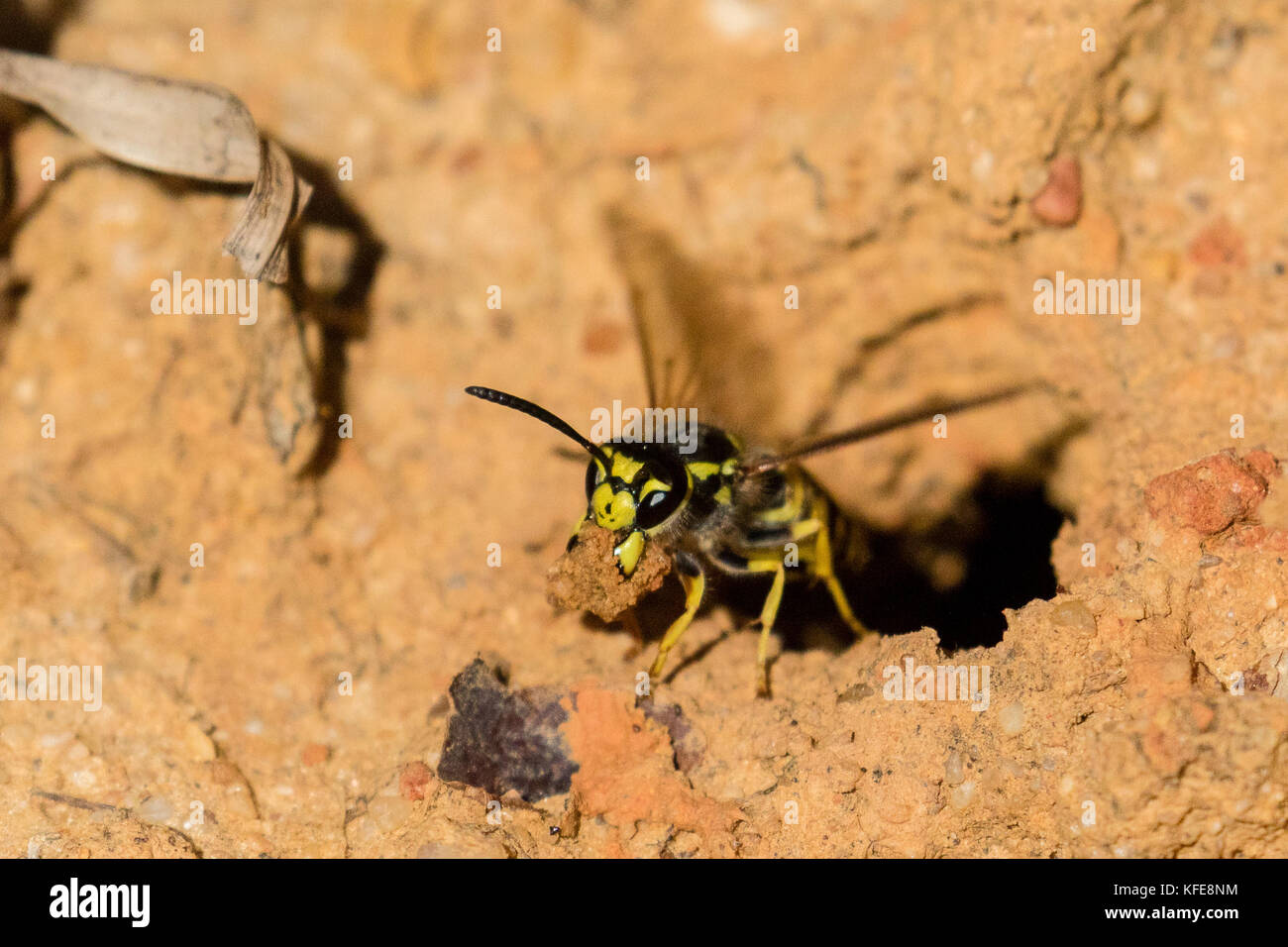 German wasp emerging from its ground burrow in Portugal Stock Photo - Alamy