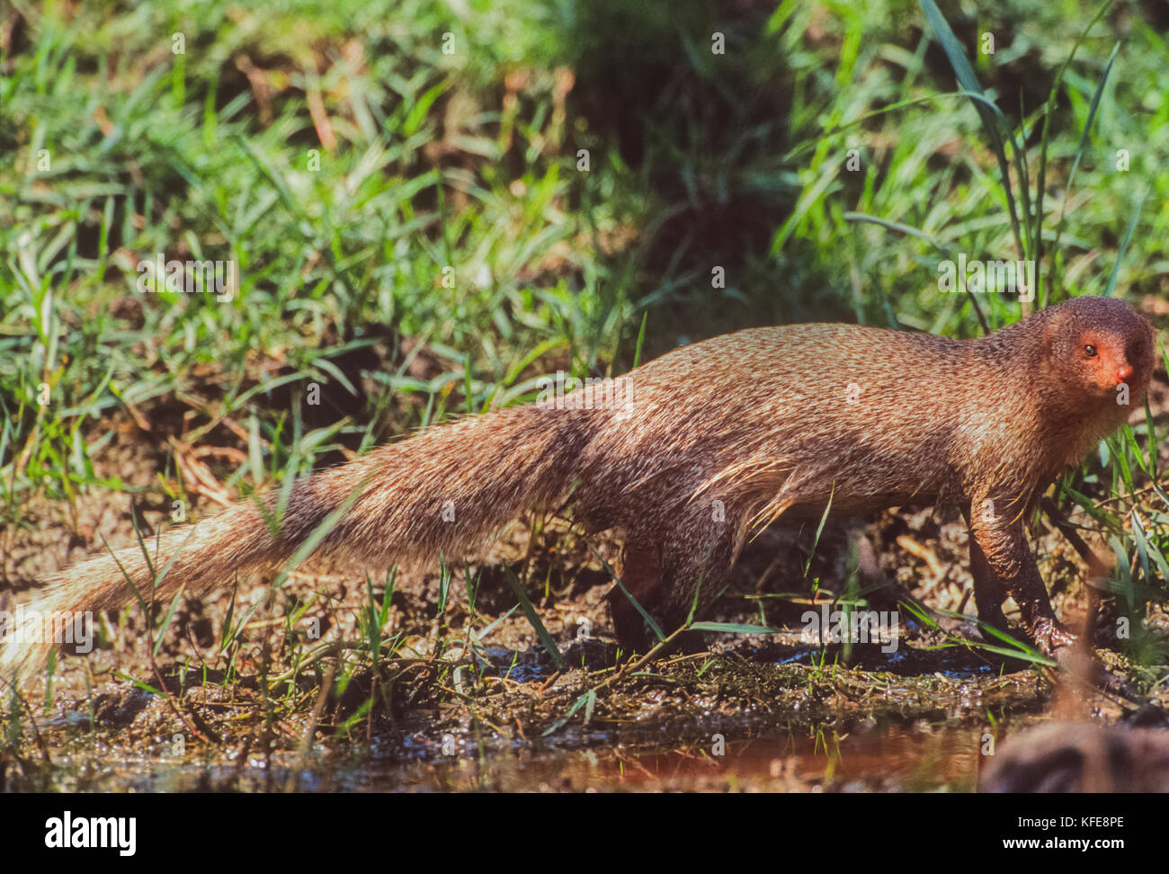 Gray mongoose hi-res stock photography and images - Alamy