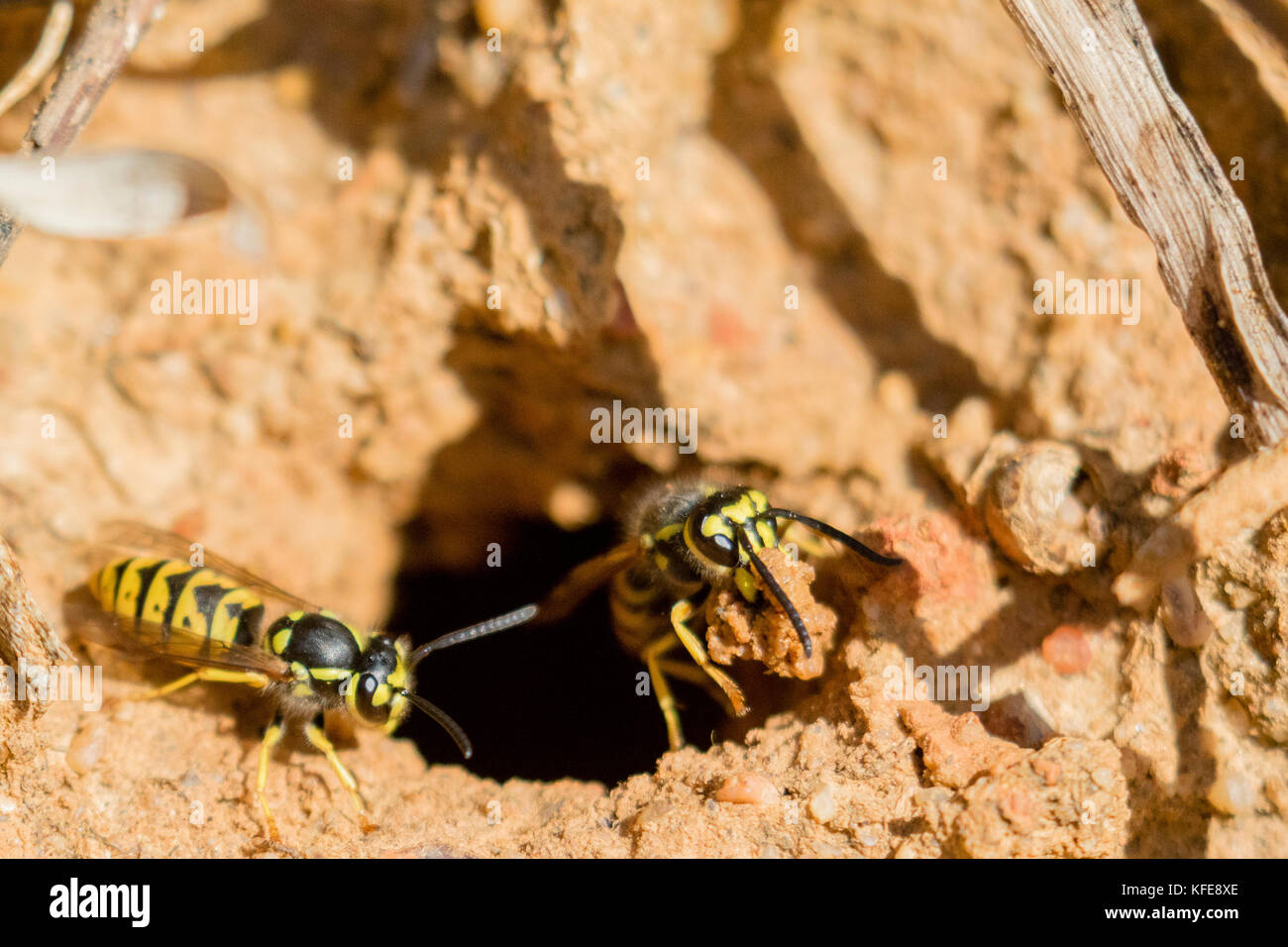 German wasp emerging from its ground burrow in Portugal Stock Photo - Alamy
