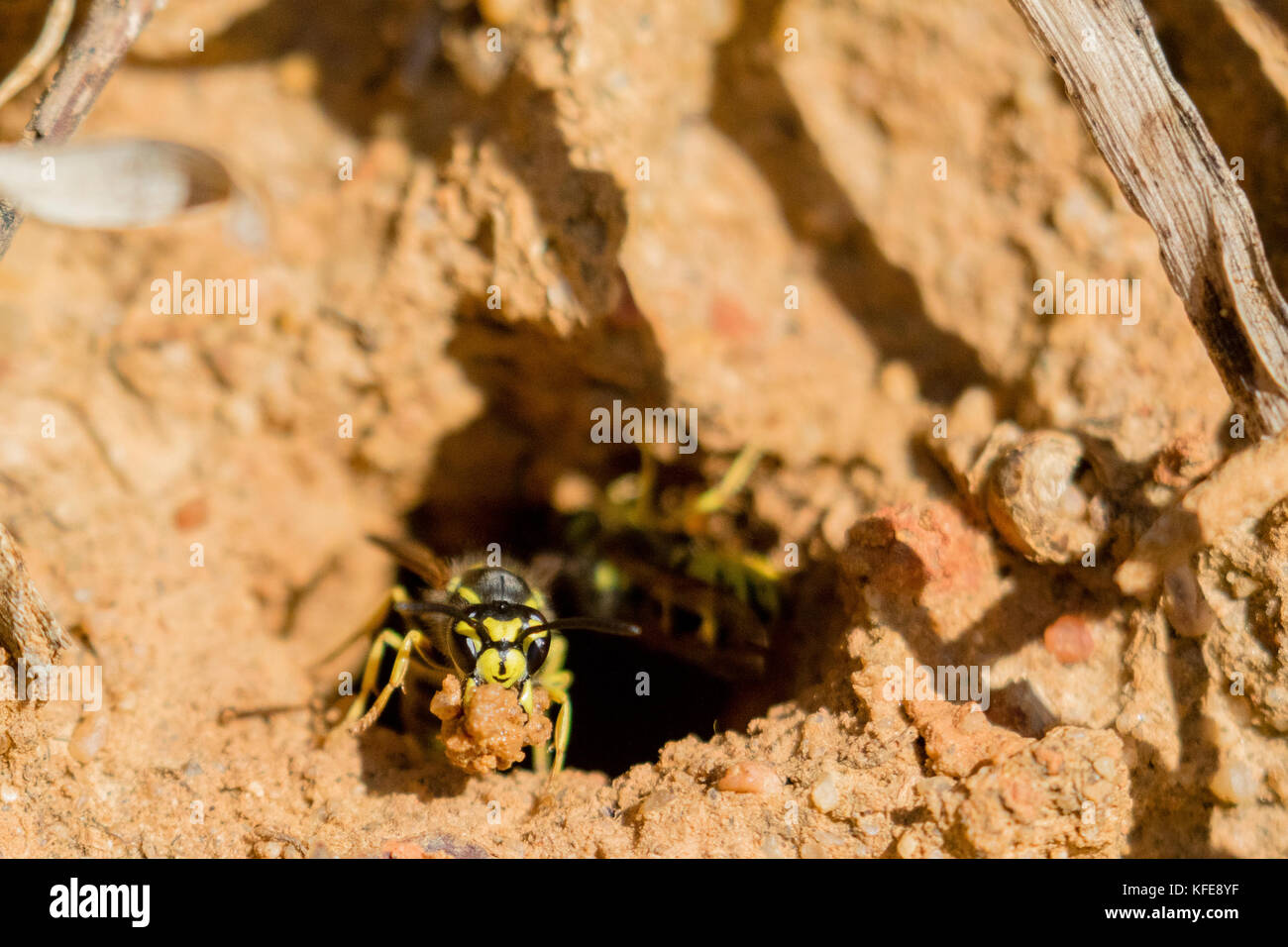 German wasp emerging from its ground burrow in Portugal Stock Photo - Alamy