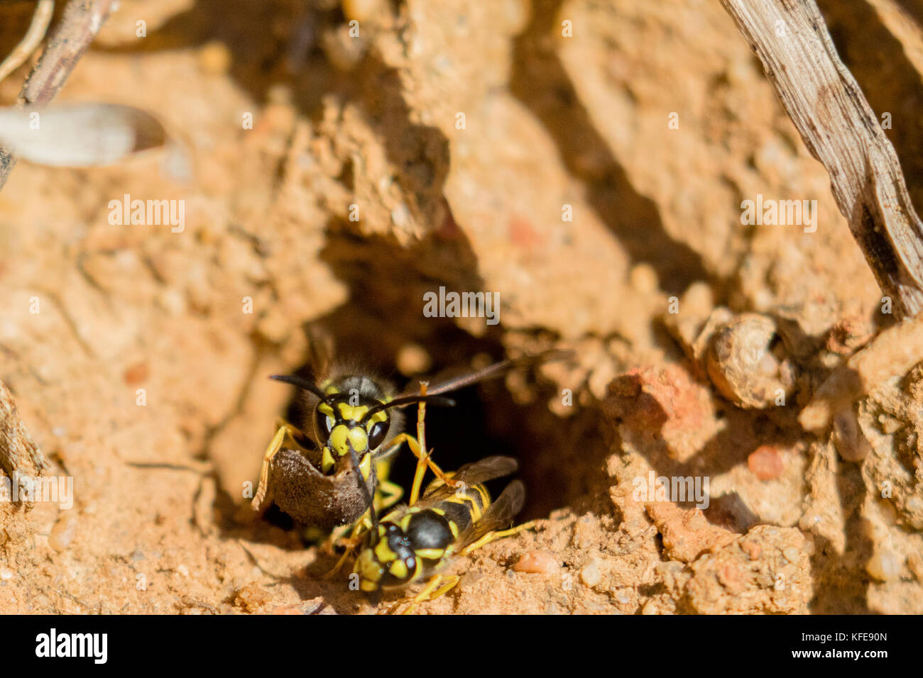 German wasp emerging from its ground burrow in Portugal Stock Photo - Alamy