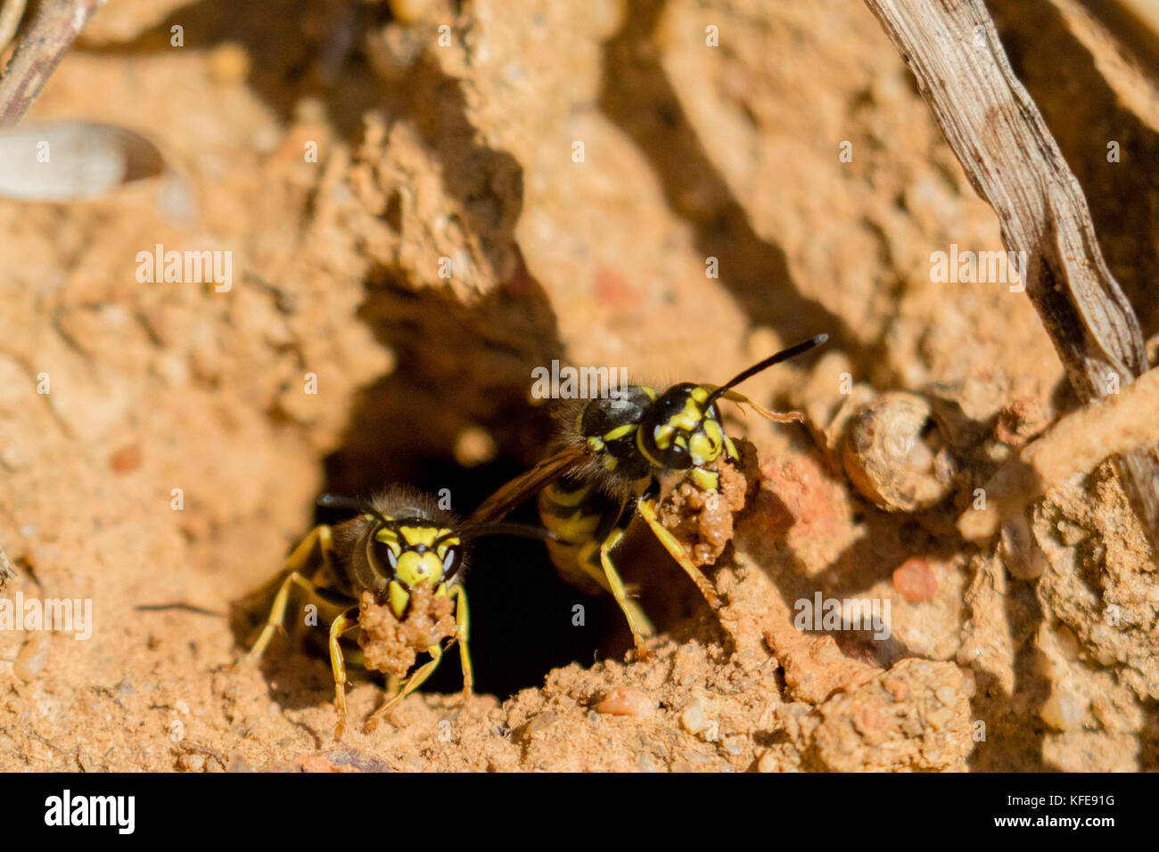 German wasp emerging from its ground burrow in Portugal Stock Photo - Alamy