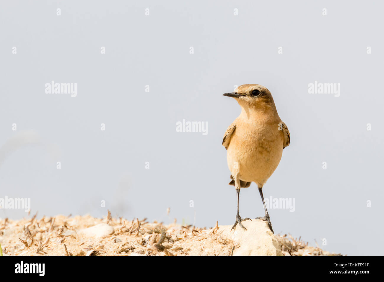 Female wheatear at Alvor reserve in Portugal Stock Photo - Alamy
