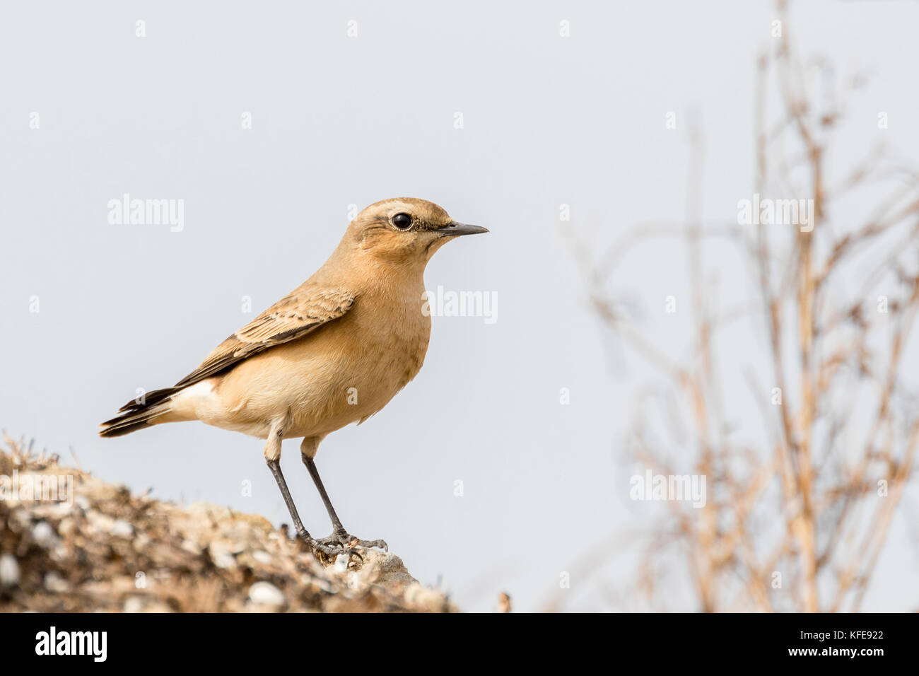 Female wheatear at Alvor reserve in Portugal Stock Photo - Alamy