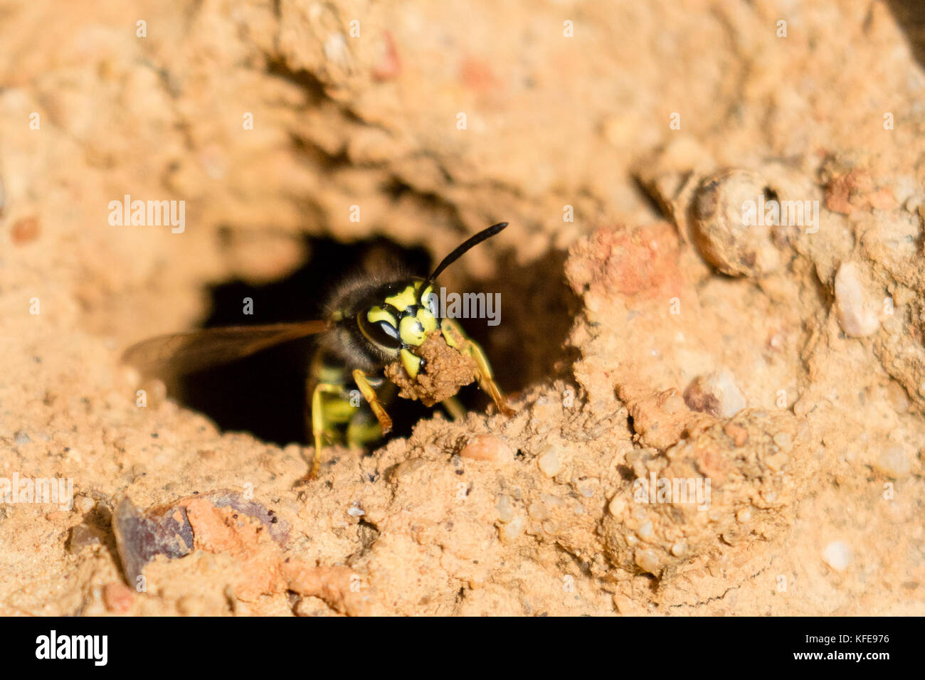 German wasp emerging from its ground burrow in Portugal Stock Photo - Alamy